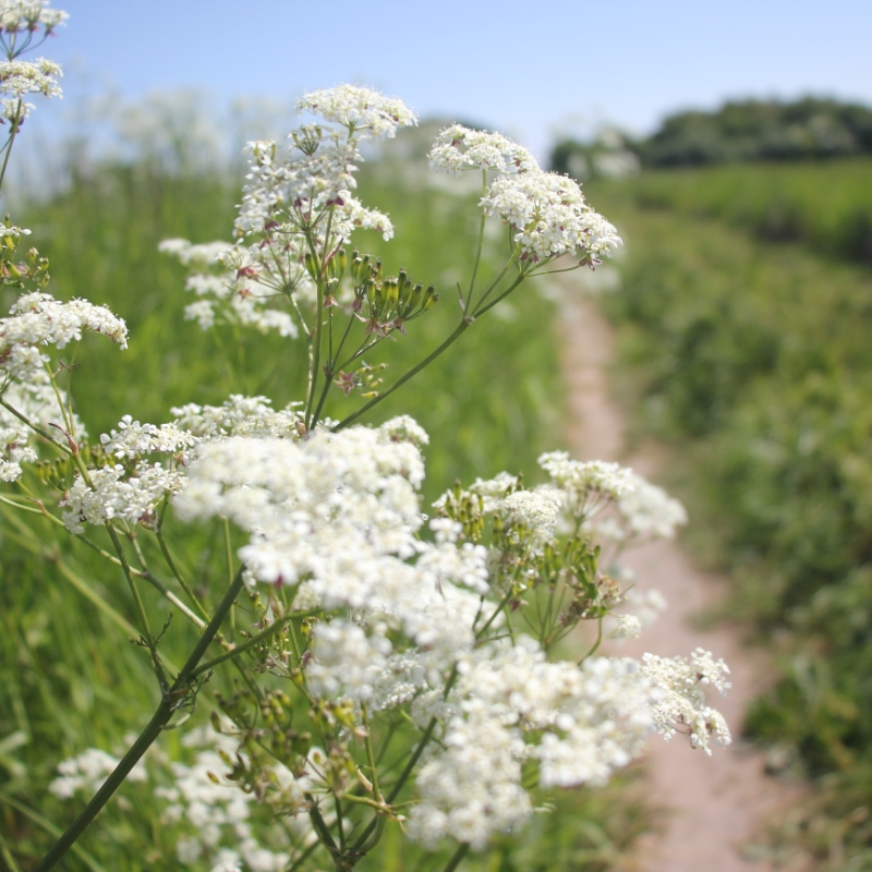 About - Moray Farm Cluster